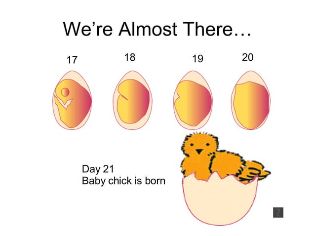 Hatching Chicks | PPT