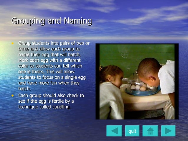 Hatching Chicks In A Special Education Classroom | PPT