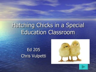 Hatching Chicks in the Classroom | PPT