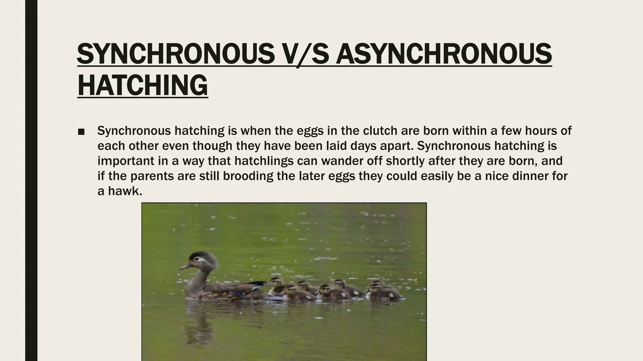 Hatching behavior | PPT