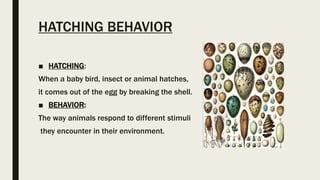 Hatching behavior | PPT