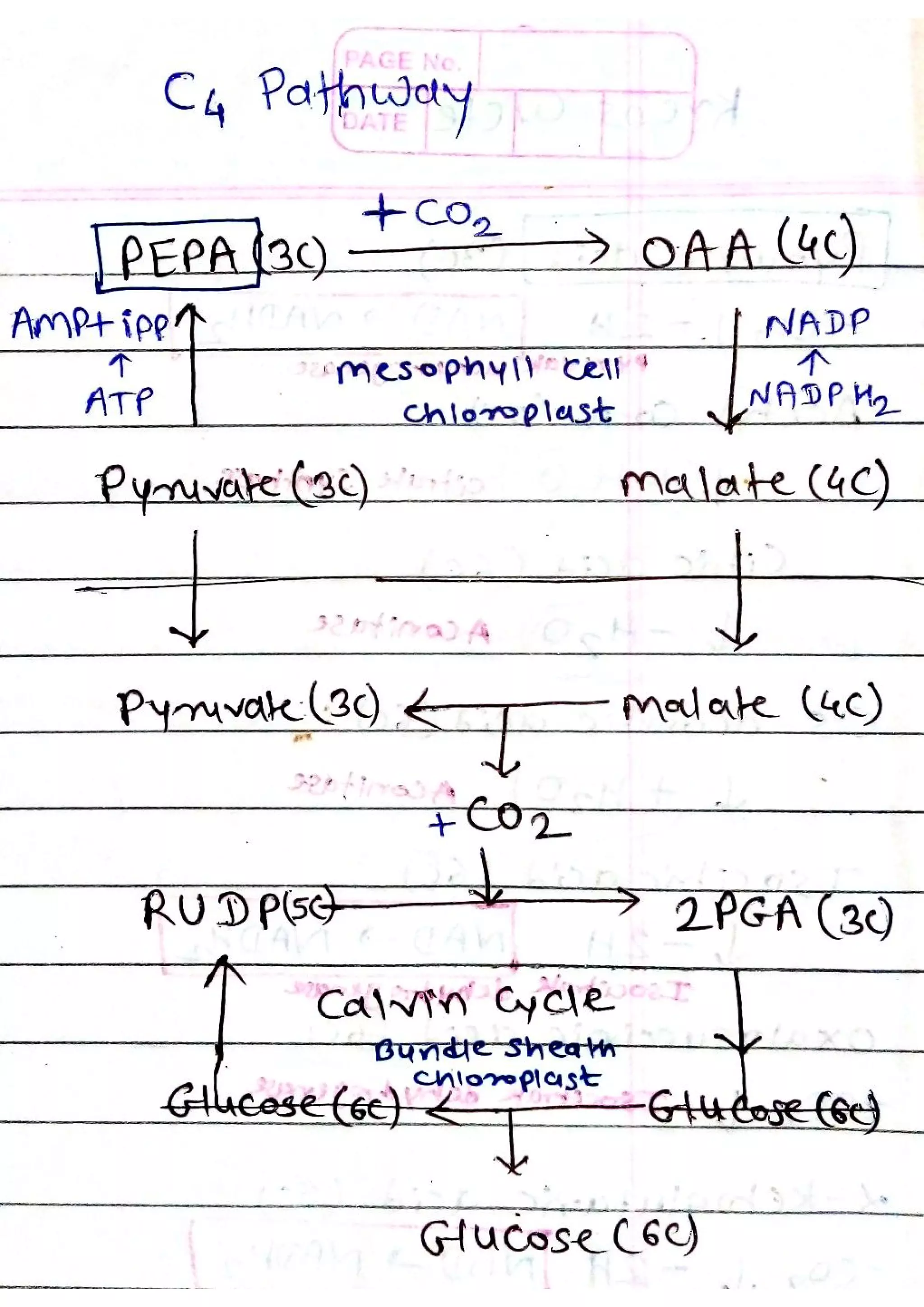 Hatch Slack Pathway (C4 Pathway) | PDF | Biological Sciences | Science