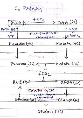 Hatch Slack Pathway (C4 Pathway) | PDF