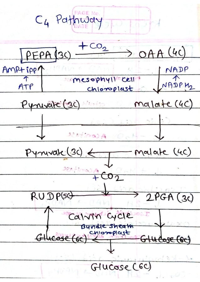 Hatch Slack Pathway (C4 Pathway)