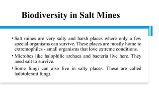 Salt Mines & Biodiversity: History, Ecosystem & Life in Extreme ...