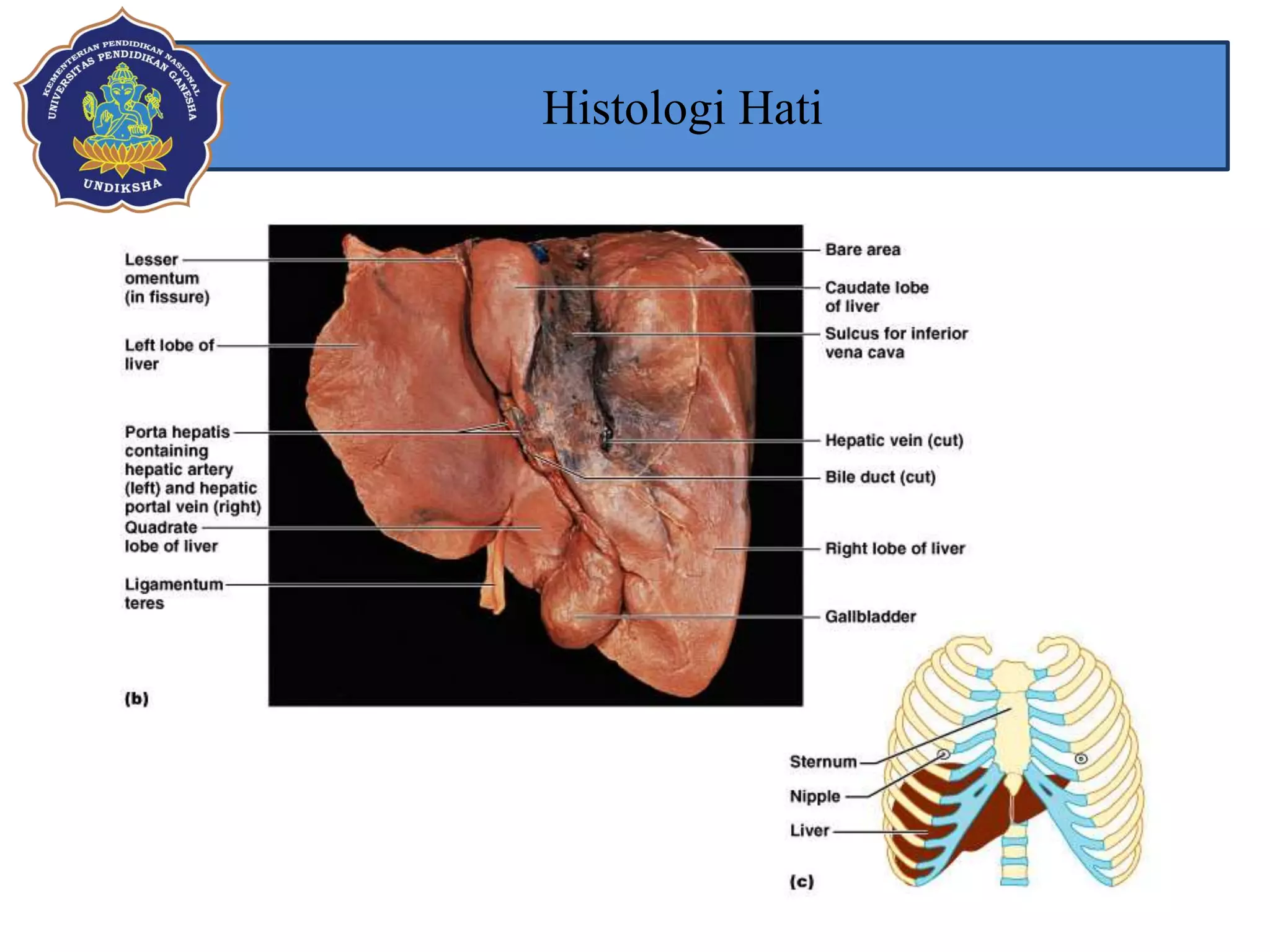 Histologi Hati dan Pankreas | PPTX
