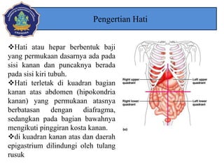 Histologi Hati dan Pankreas | PPTX