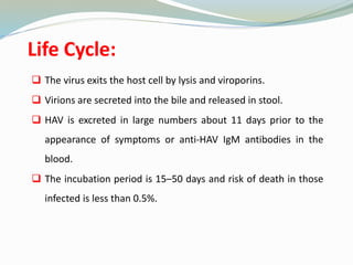 HAV.pptx