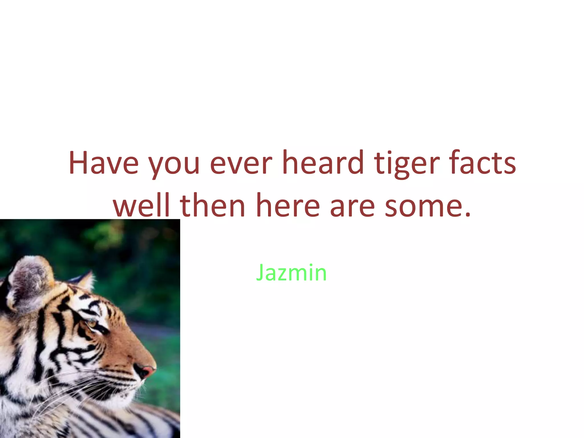 Have you ever heard tiger facts | PPT