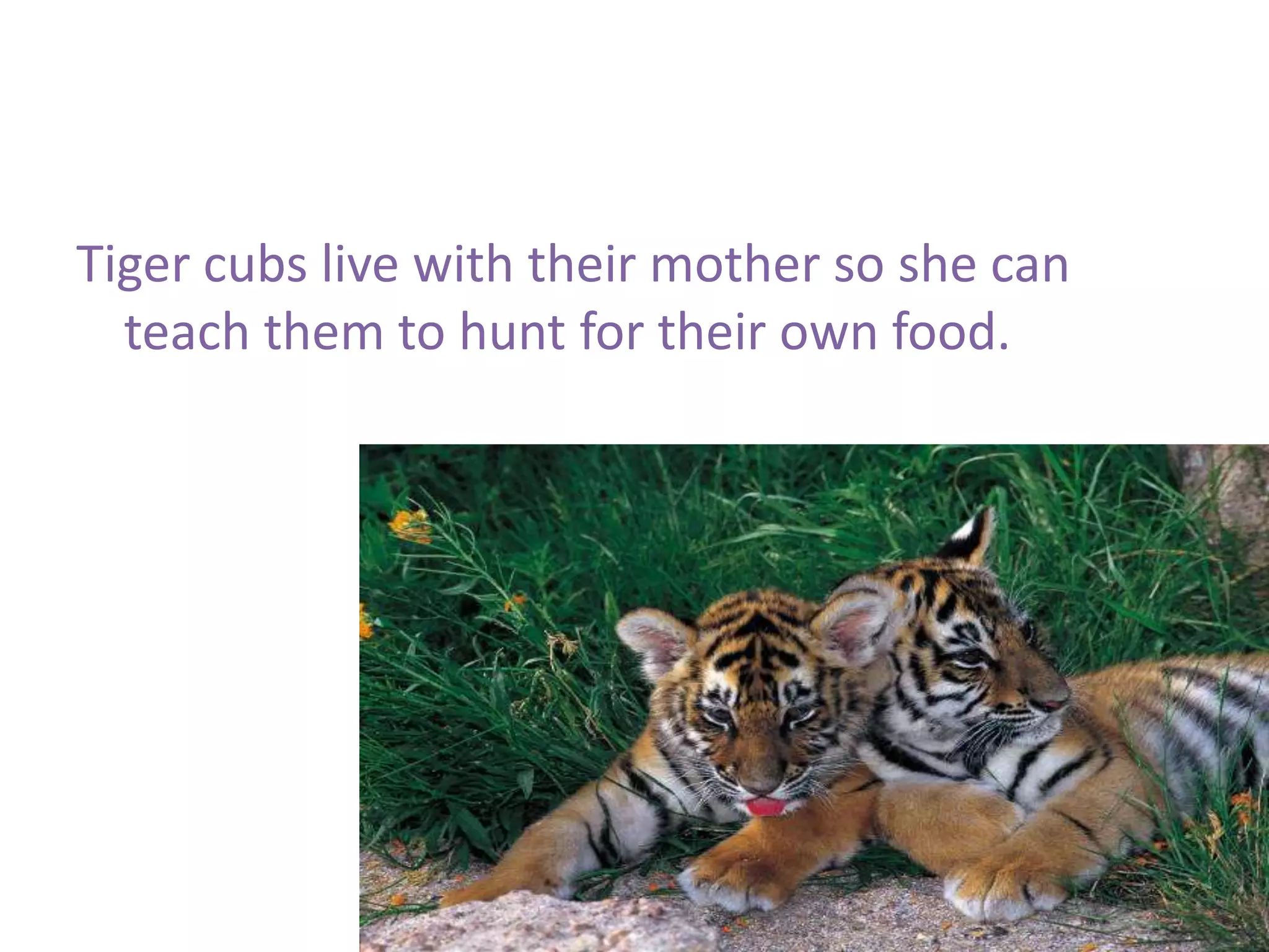 Have you ever heard tiger facts | PPT