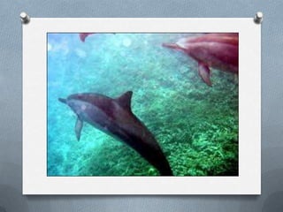 Unique Marine Life | PPTX