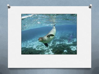 Unique Marine Life | PPTX