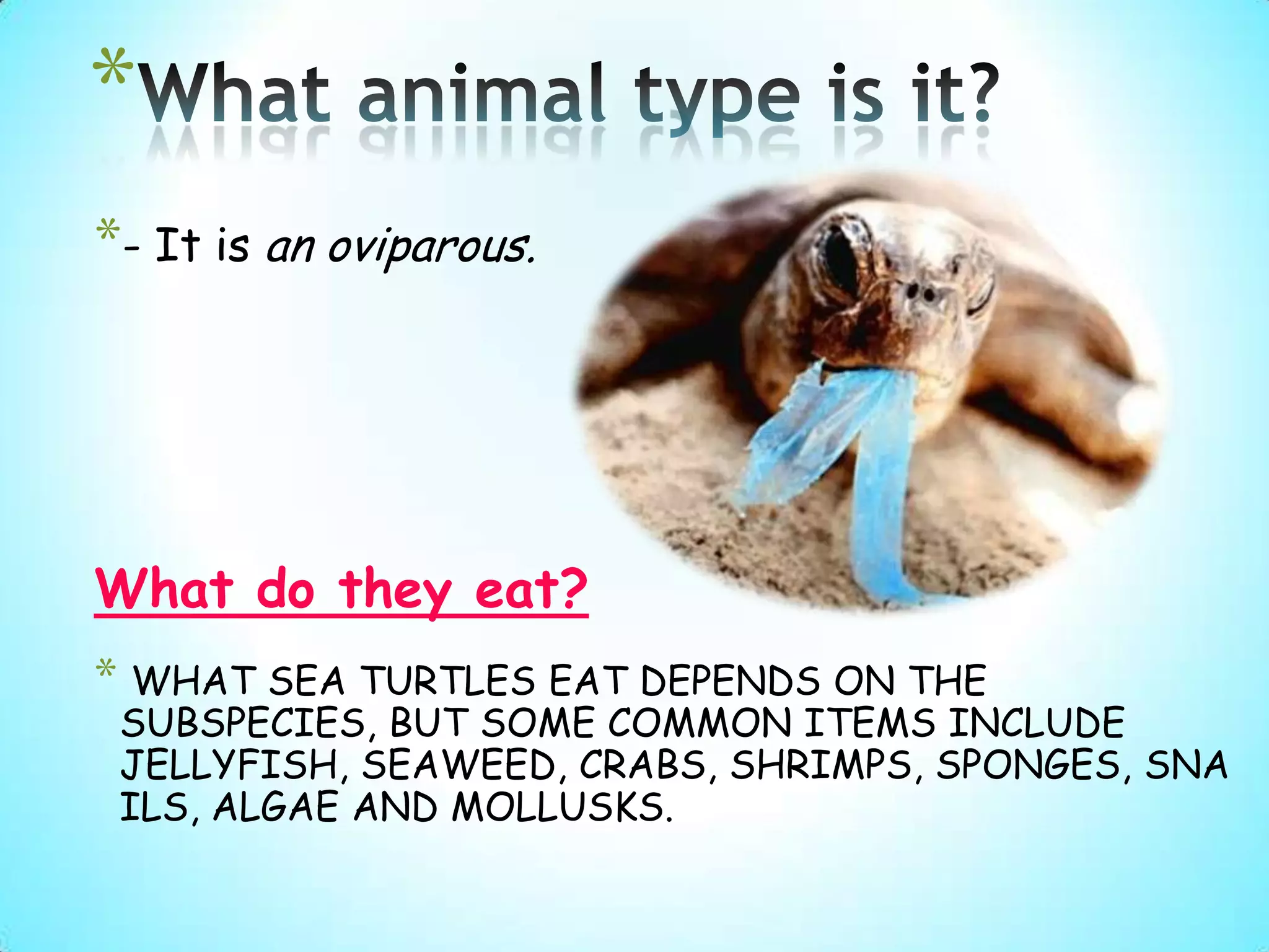 Hawaiian green turtle | PPTX