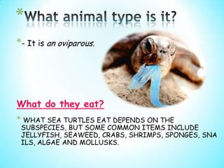 Hawaiian green turtle | PPT