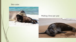 Hawaiian Monk Seal_V2.pptx