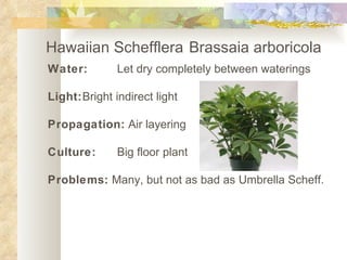 Hawaiian Schefflera Show | PPT