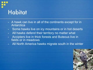 Hawk | PPT