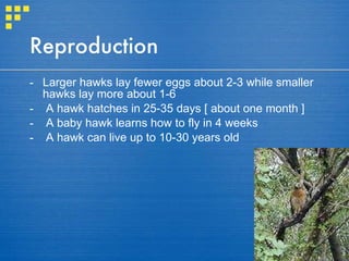 Hawk | PPT