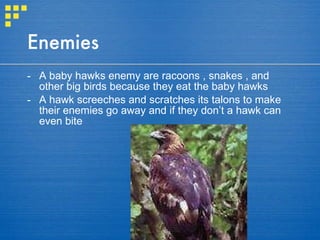 Hawk | PPT