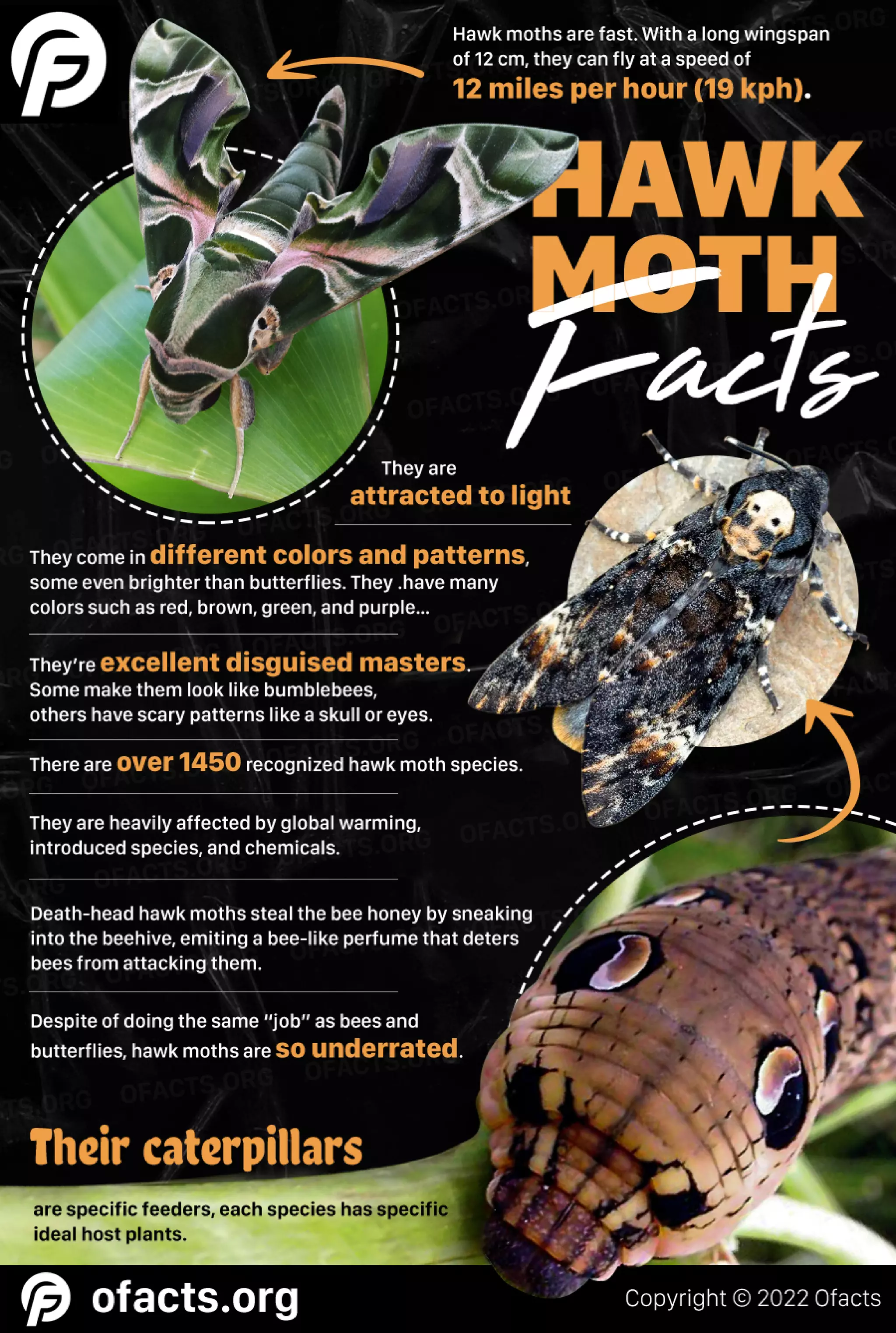 Hawk moth facts | PDF