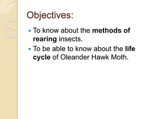Presentation on Oleander Hawk moth | PPTX