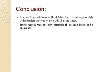 Presentation on Oleander Hawk moth | PPTX