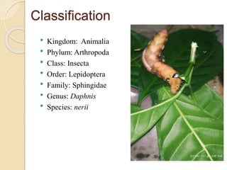 Presentation on Oleander Hawk moth | PPTX