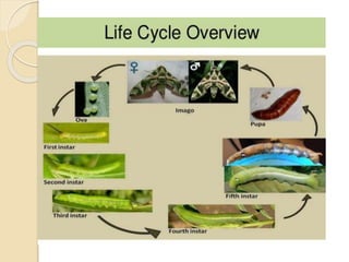 Presentation on Oleander Hawk moth | PPTX
