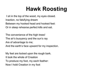 Hawk roosting revision information | PPTX | Birdwatching | Hobbies ...