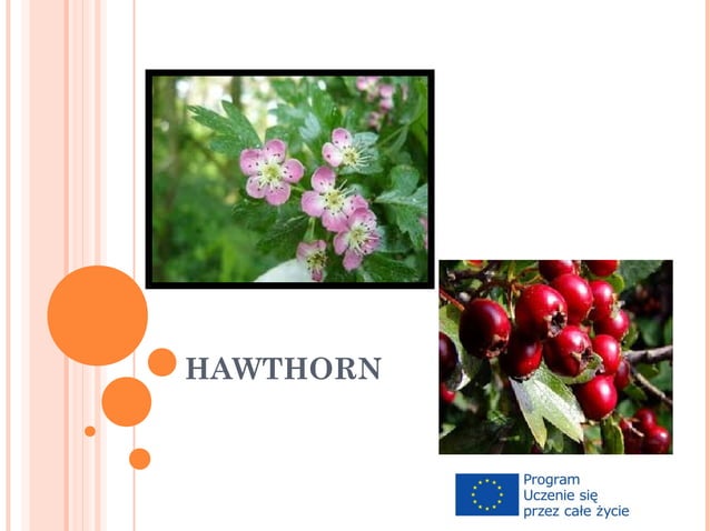Hawthorn | PPT