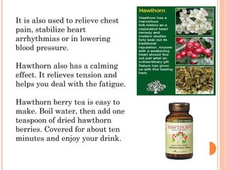 Hawthorn | PPT