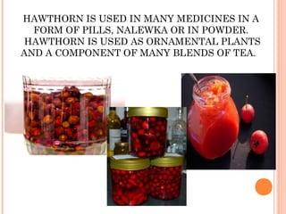 Hawthorn | PPT