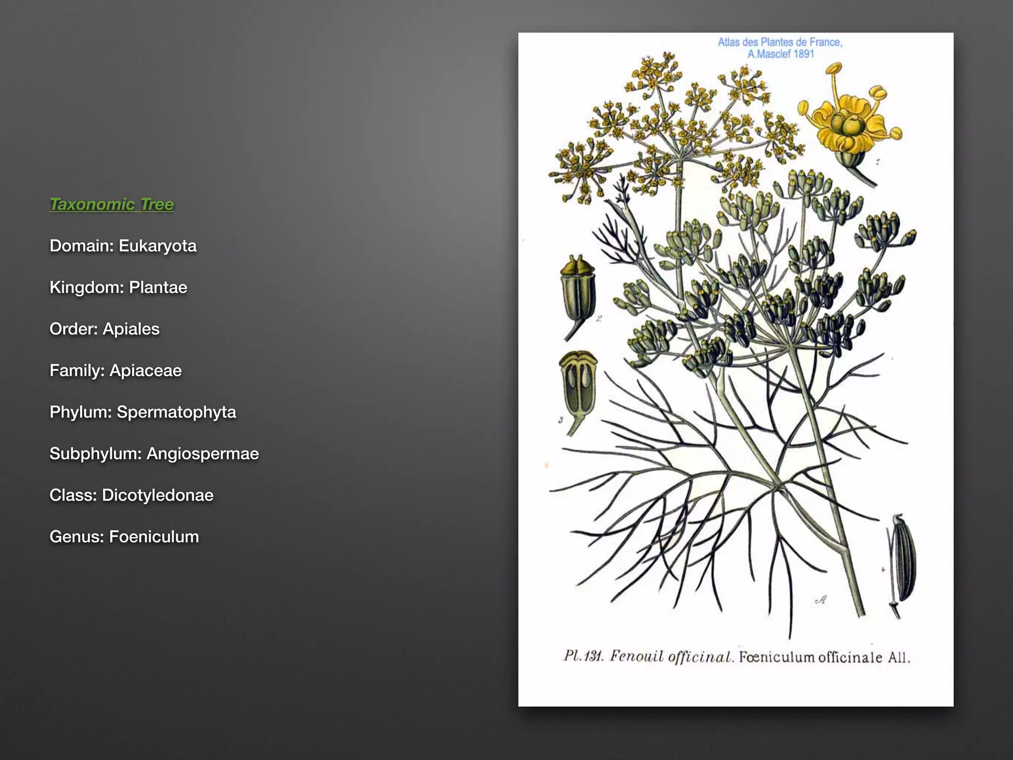 Hawthorn and Fennel | PDF