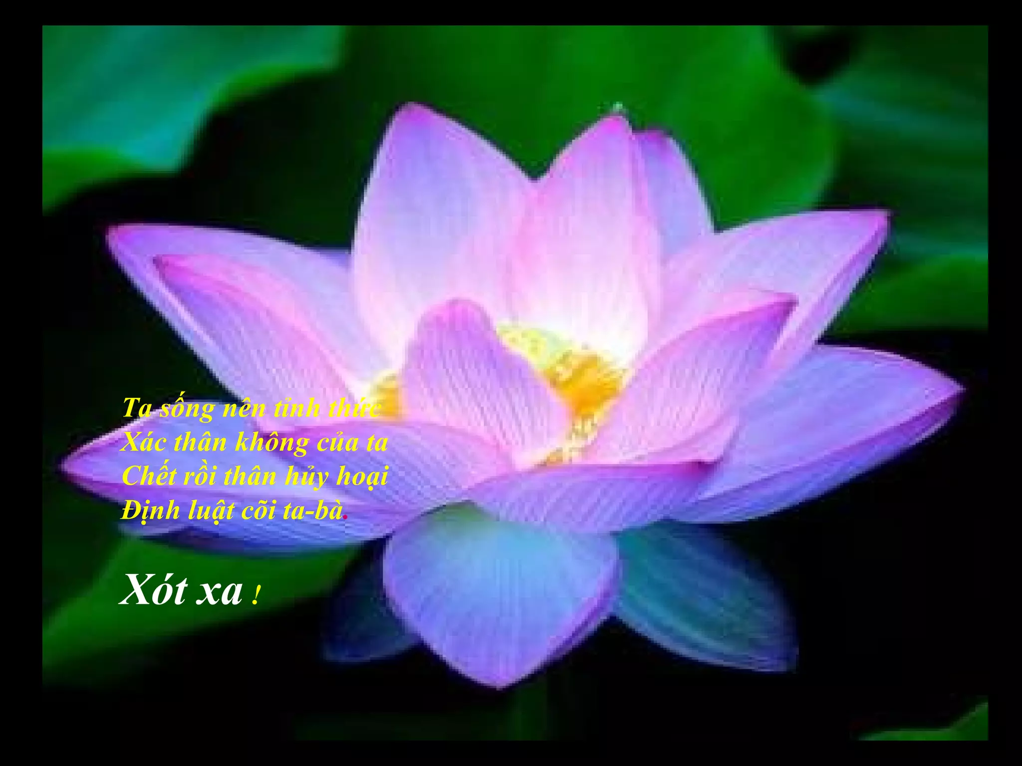 Hay buong bo- Tho Minh Luong -TMS-hoa tau-Bui Phuong | PPS