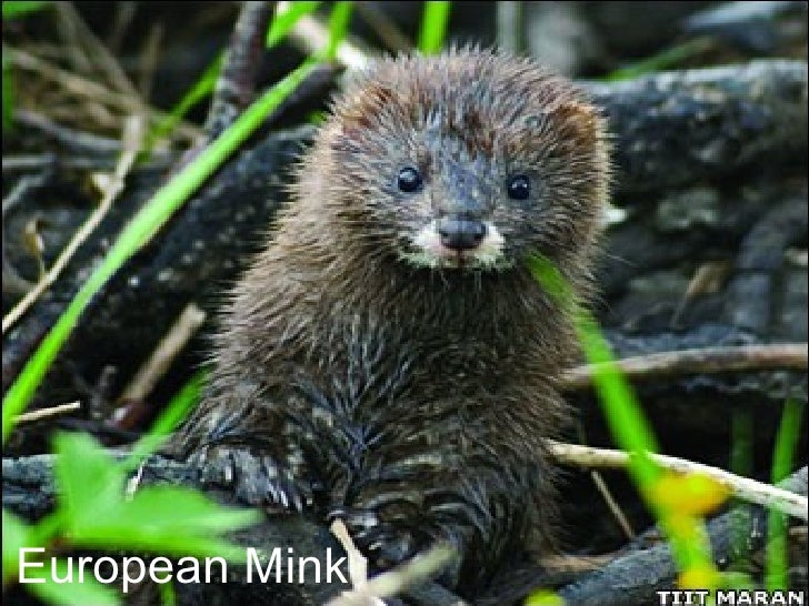 European Mink