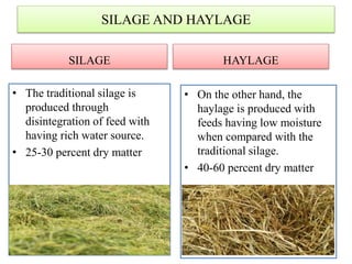 Haylage | PPTX