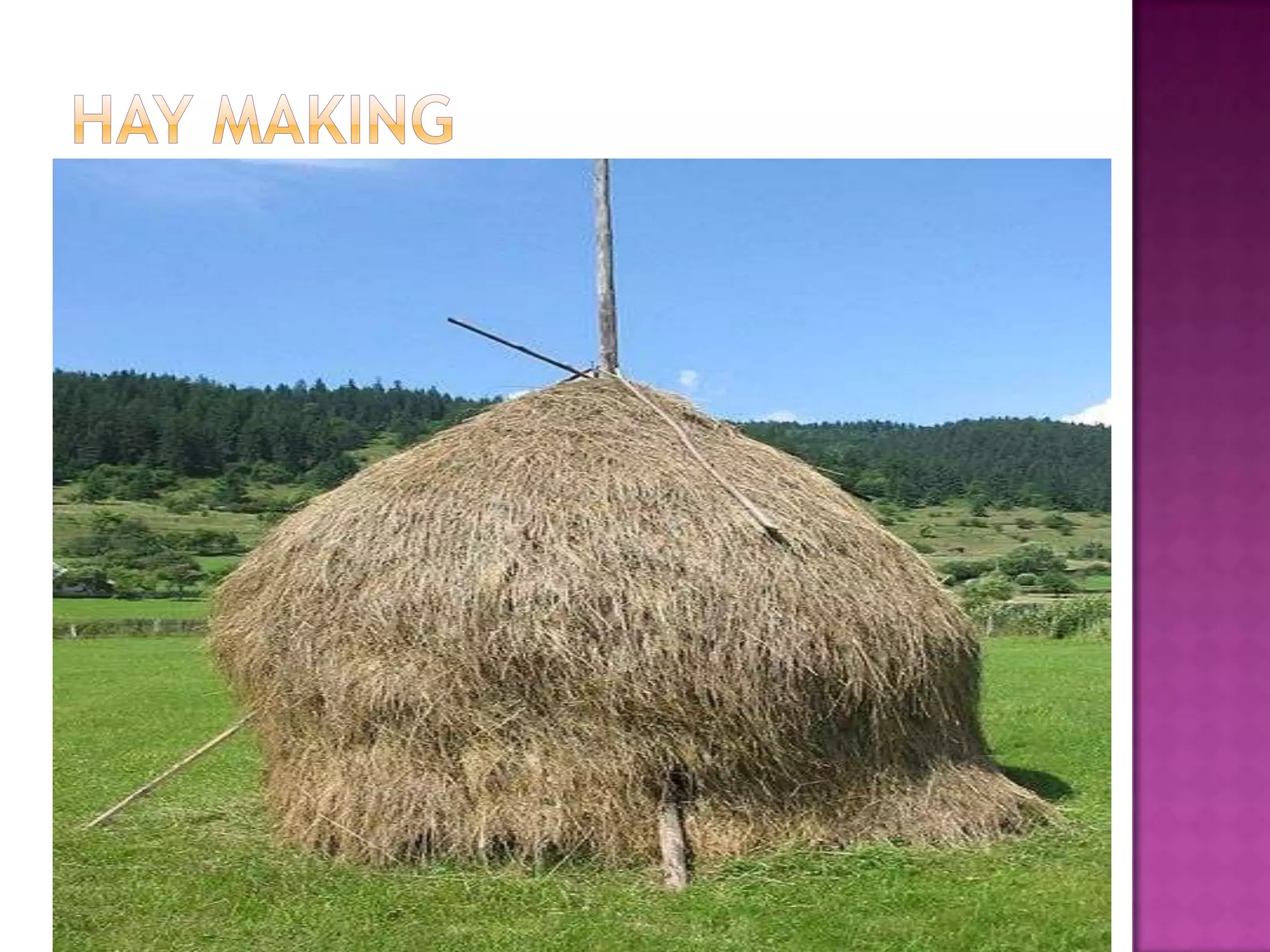 Hay making | PPTX