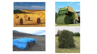 Hay, Silage, UMMB block, Hay treatment.pdf