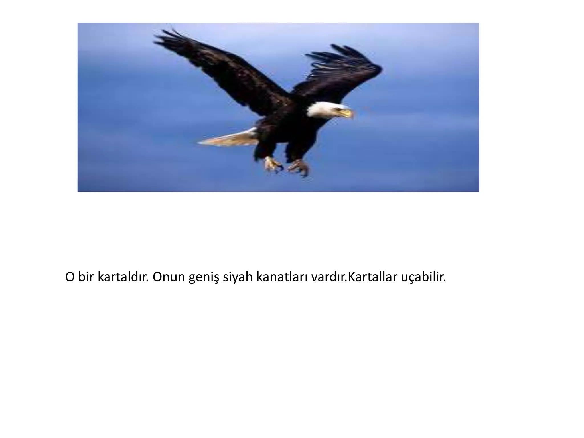 Hayvanlar | PPTX