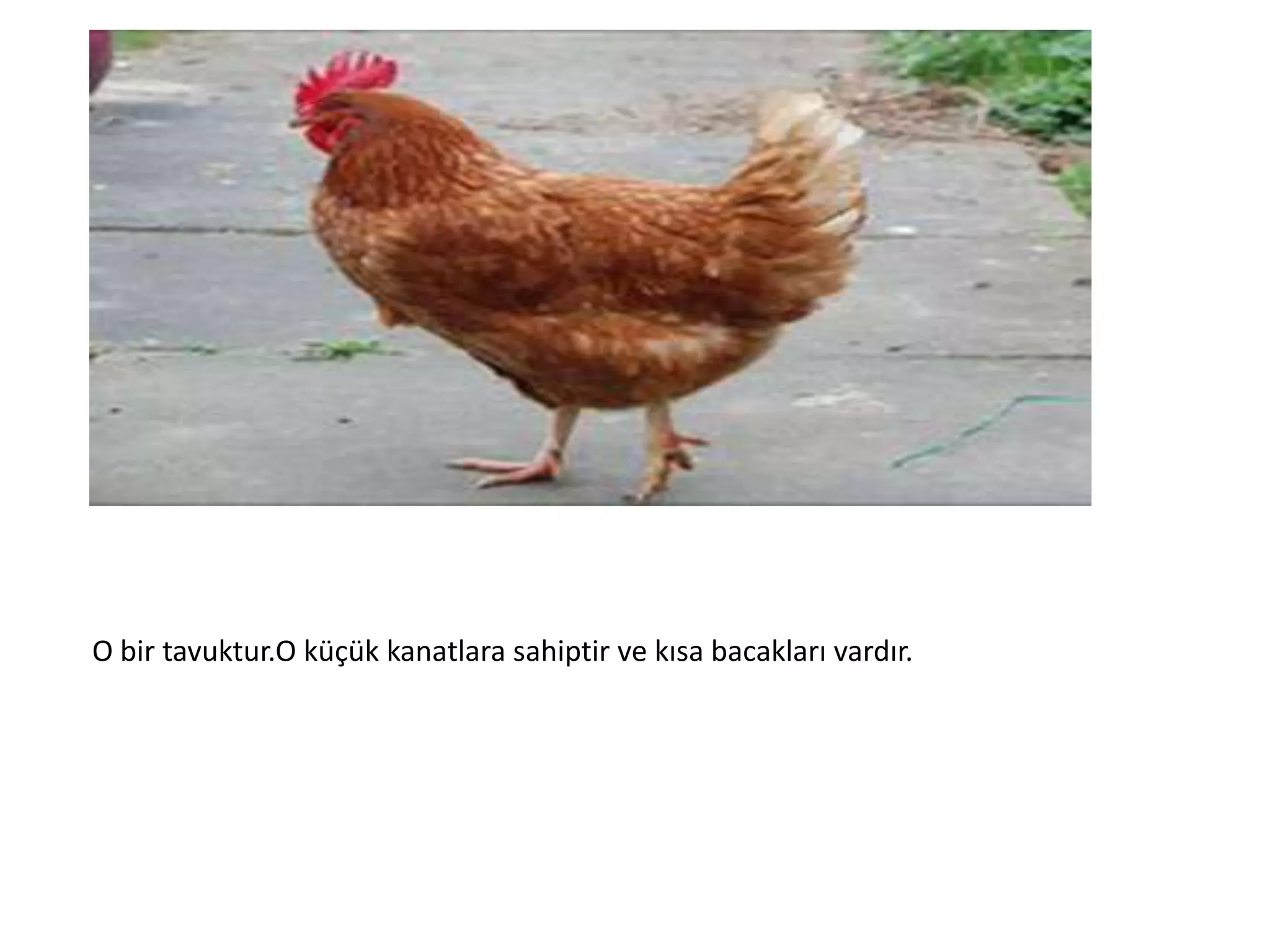 Hayvanlar | PPTX