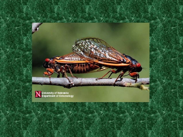 Hayvanlar Alemi - Alem of Animals Belgesel