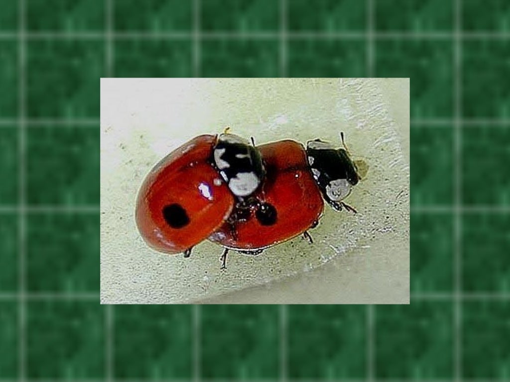 Hayvanlar Alemi - Alem of Animals Belgesel