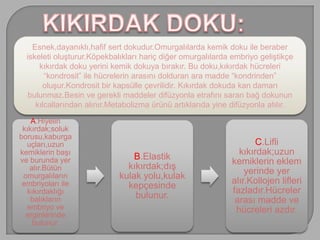 Hayvansal doku | PPTX