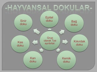 Hayvansal doku | PPTX