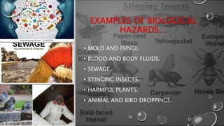 what is Hazard..? | PPTX