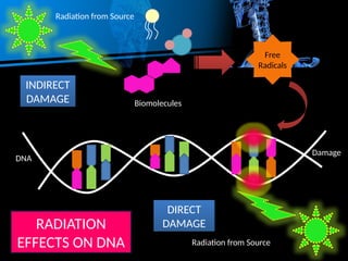 Hazards and Protection from Radiation.howtostaysafepptx | PPT