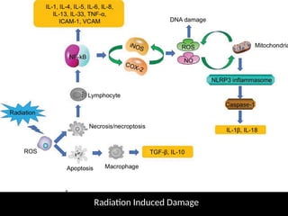 Hazards and Protection from Radiation.howtostaysafepptx | PPT