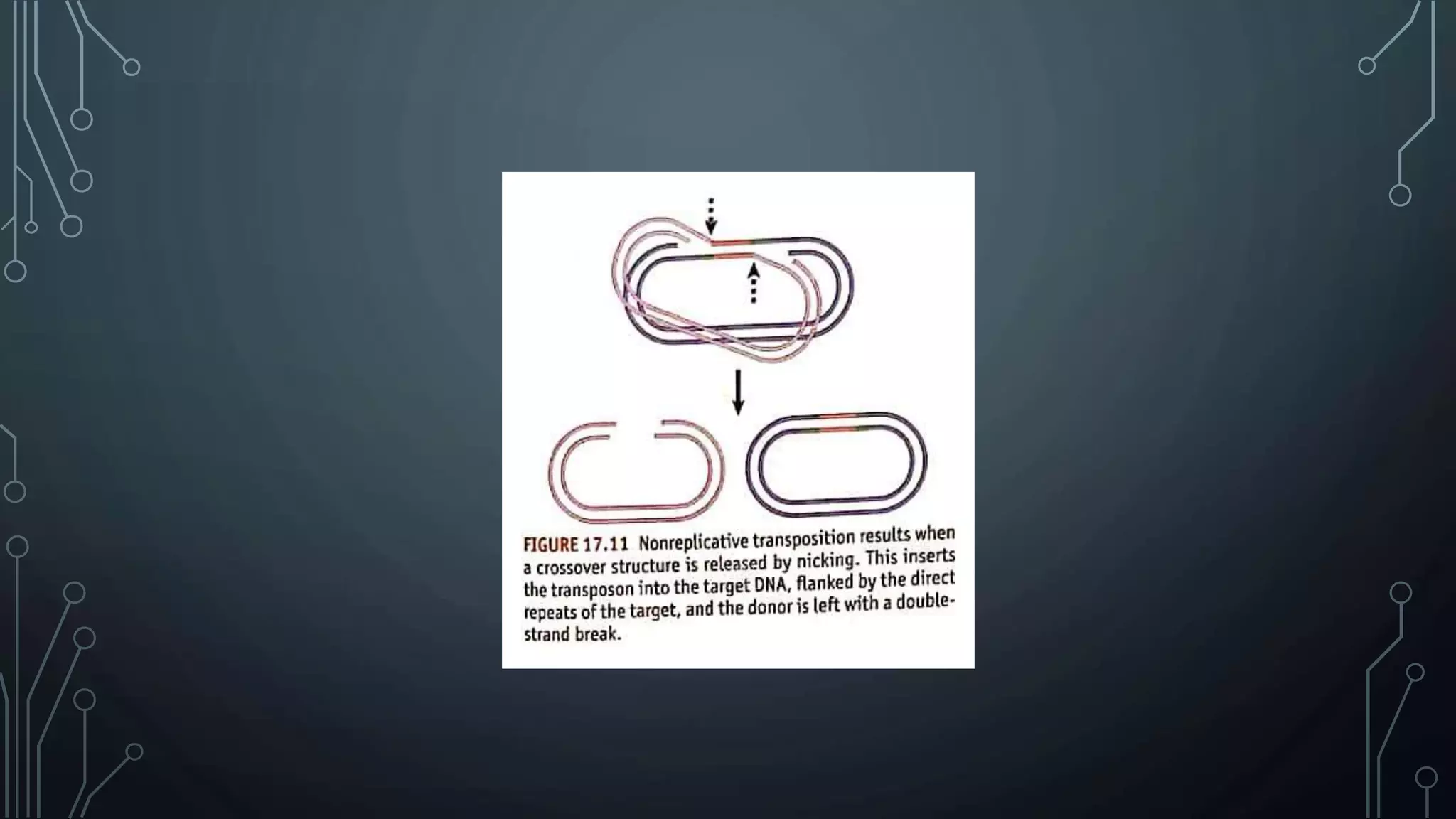 Transposition | PPTX