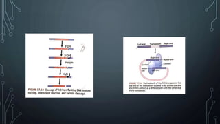 Transposition | PPTX