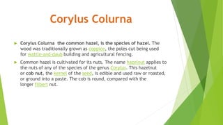 Hazel nut spread | PPTX